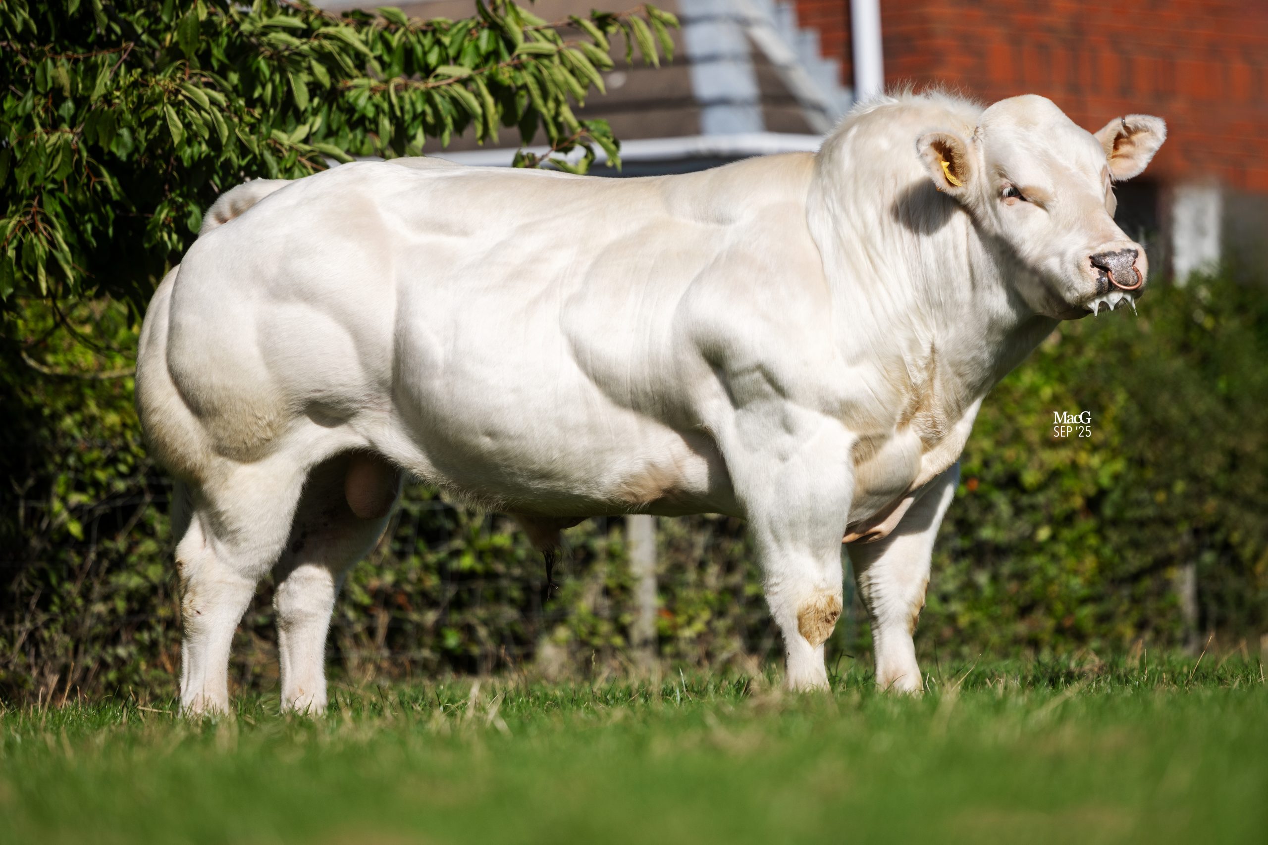 SPRINGFIELD UNITED KING - Norbreck Genetics
