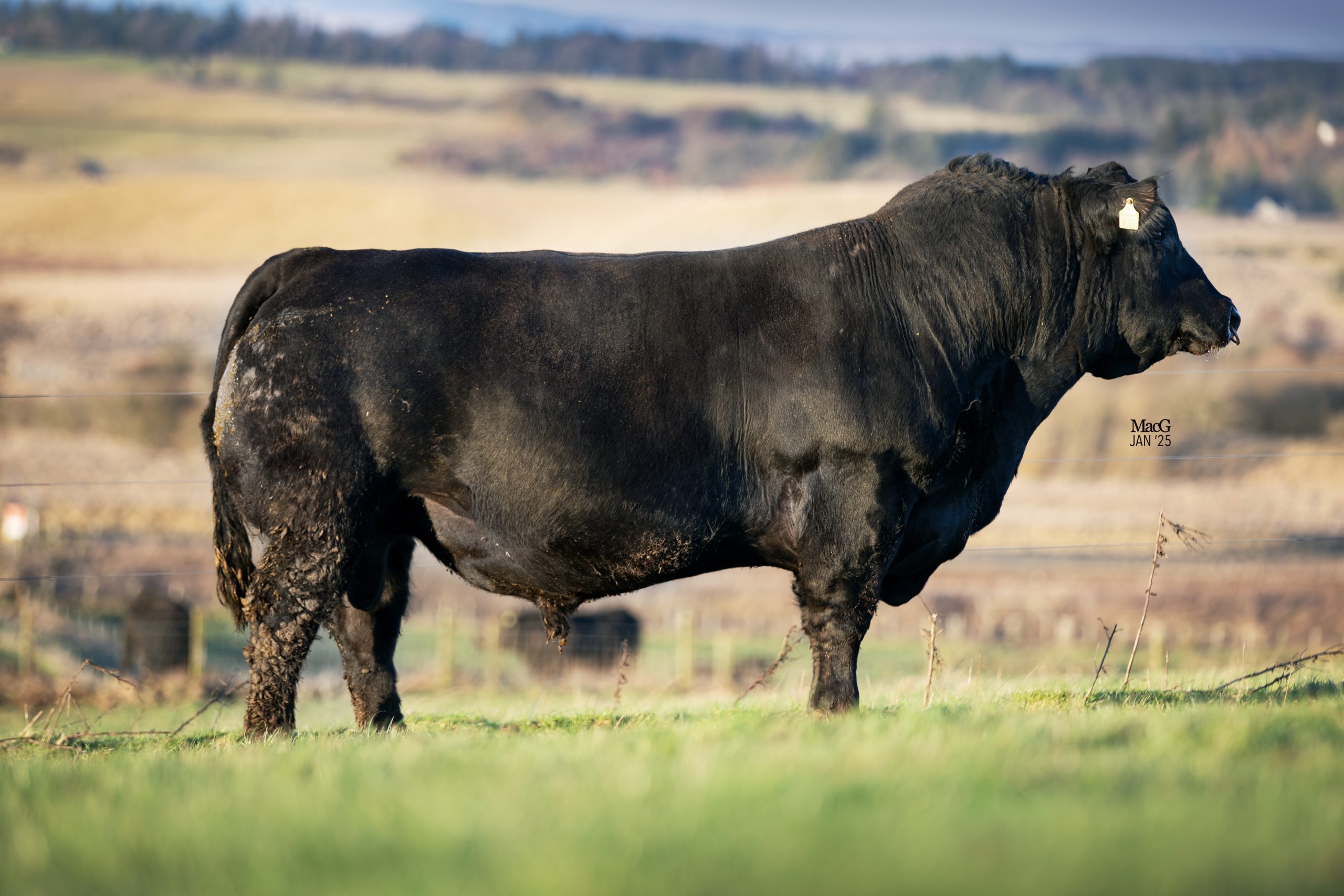 HW MR EQUILIBRIUM - Norbreck Genetics