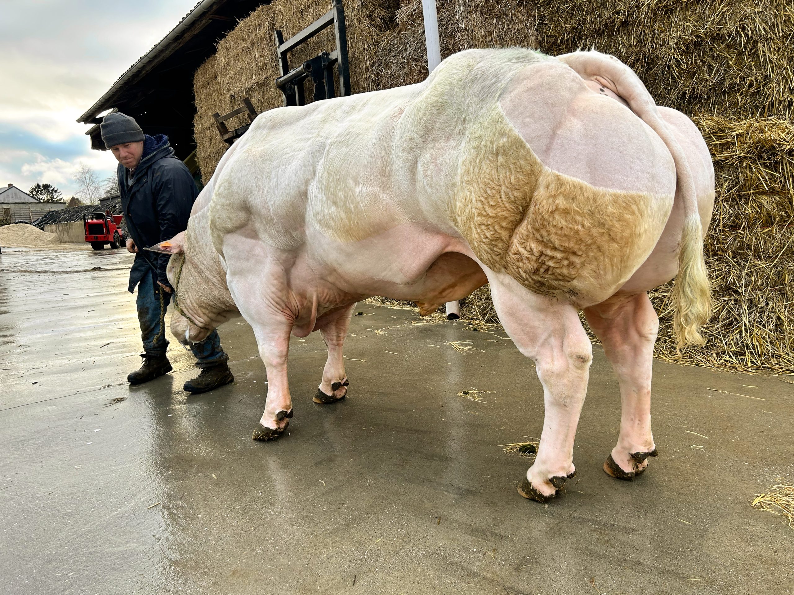 MODERATO DE L'EMPEREUR - Norbreck Genetics