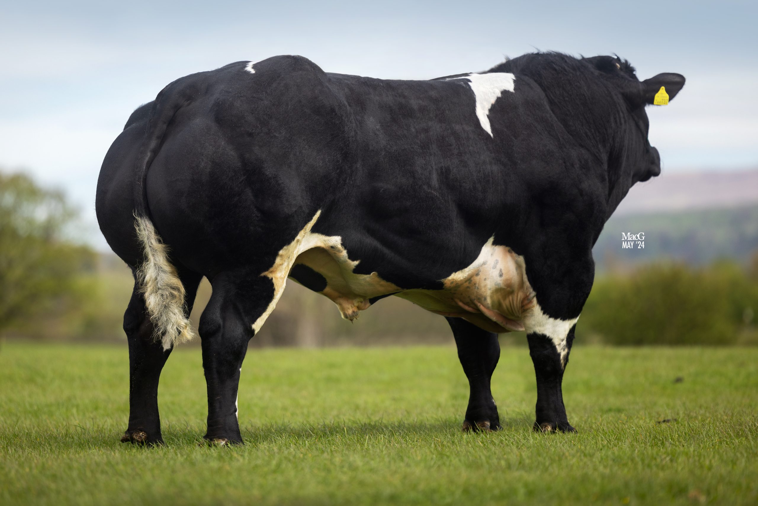 LITTLEBANK SPIDERMAN - Norbreck Genetics